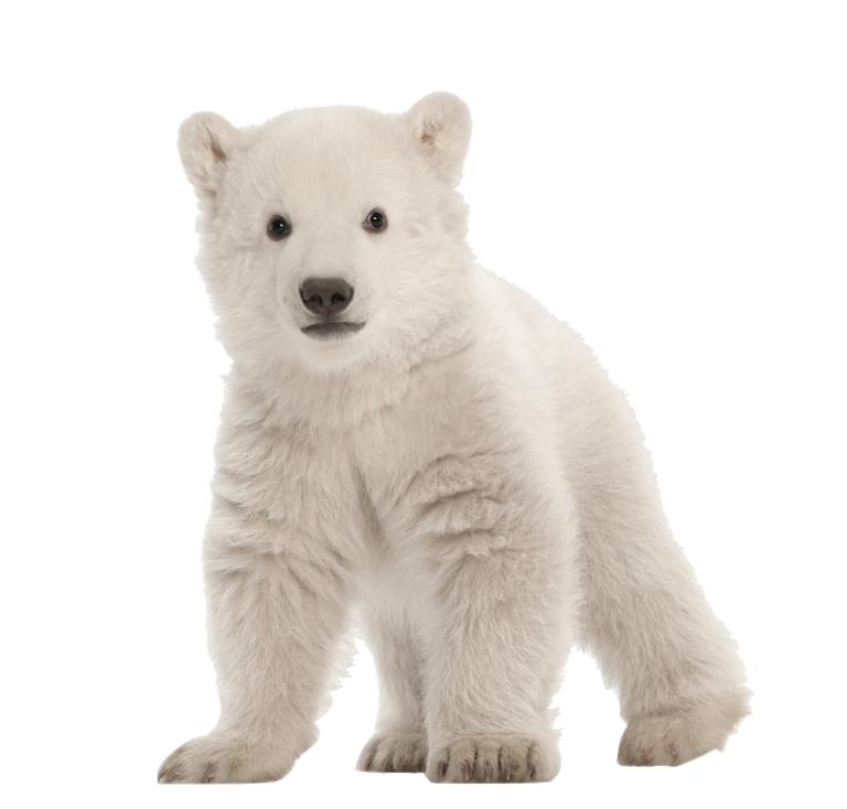 Polar Bear PNG Transparent Images Free Download - Pngfre