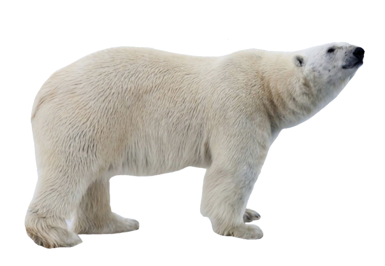 Polar Bear PNG Transparent Images Free Download - Pngfre