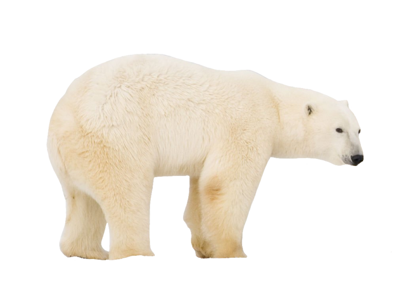 Polar Bear PNG Transparent Images Free Download - Pngfre