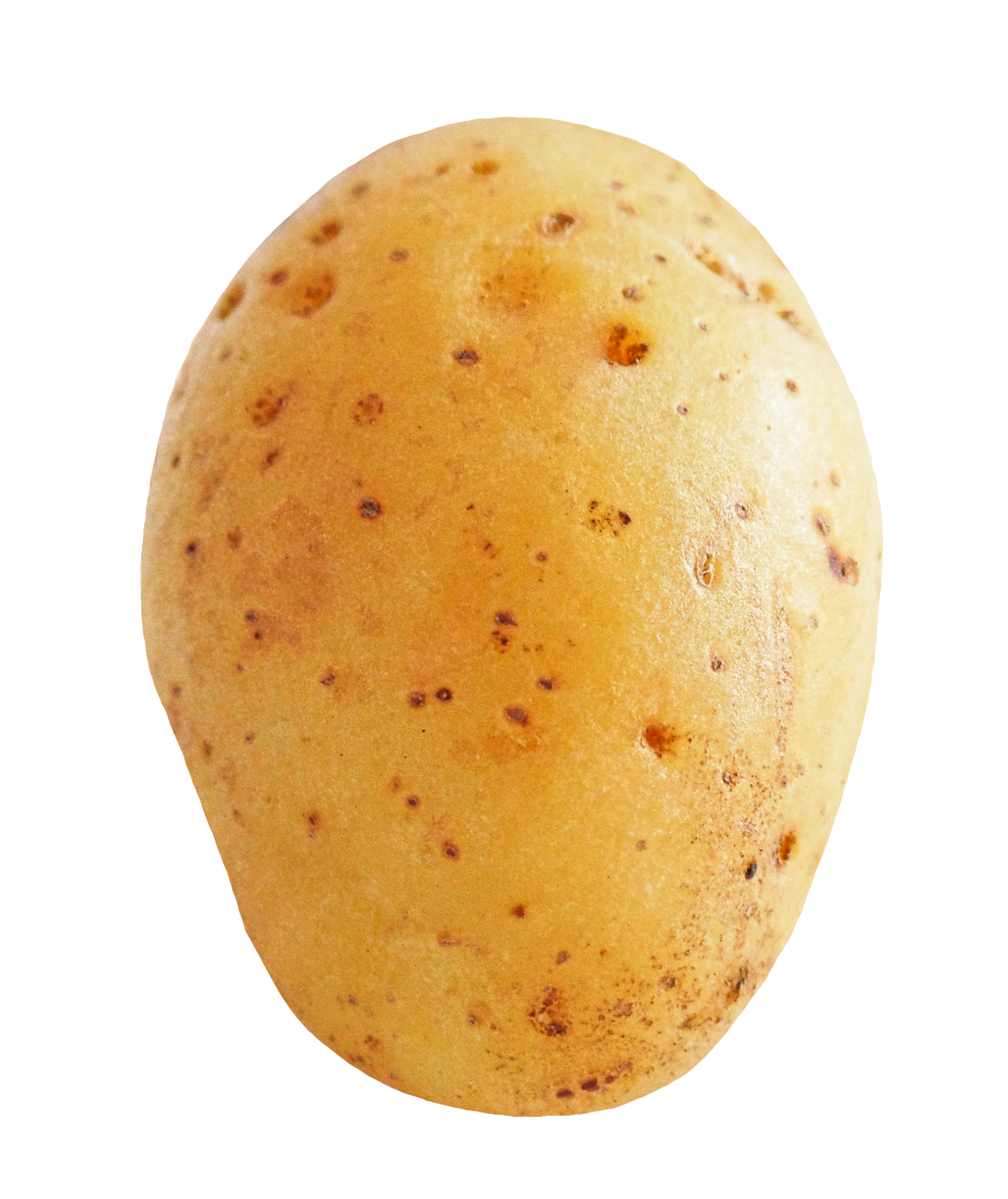 Potato PNG Images free Download - Pngfre
