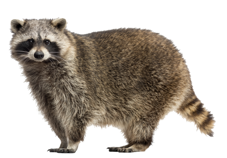Raccoon PNG Transparent Images | Pngfre