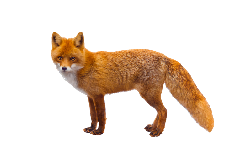 Red Fox PNG Transparent Images Free Download - Pngfre
