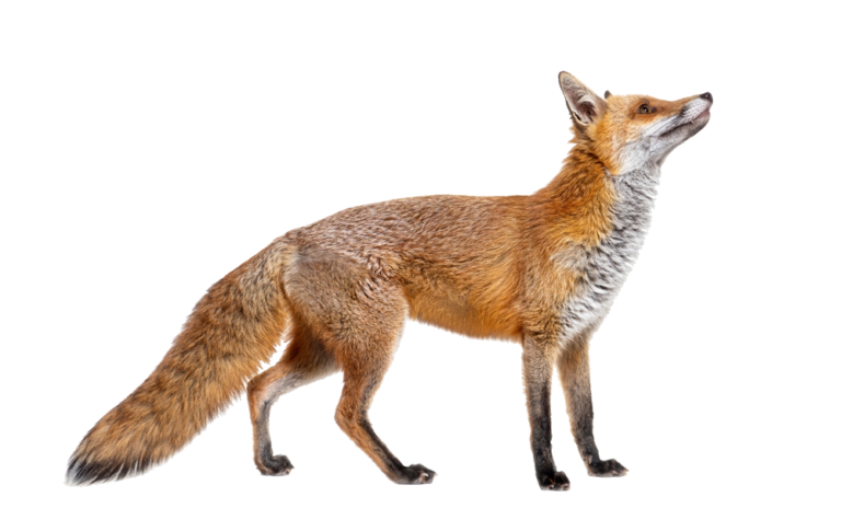 Red Fox PNG Transparent Images Free Download - Pngfre