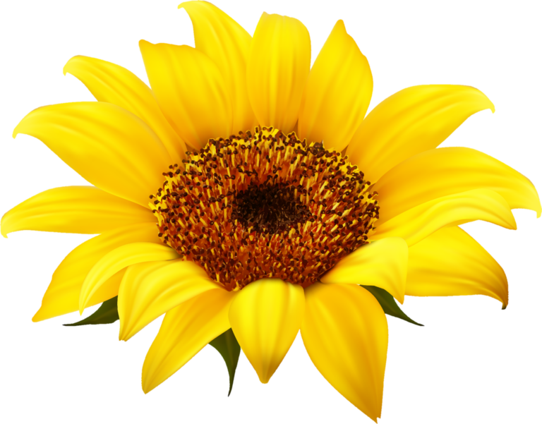 Sunflower PNG Transparent Images Free Download - Pngfre