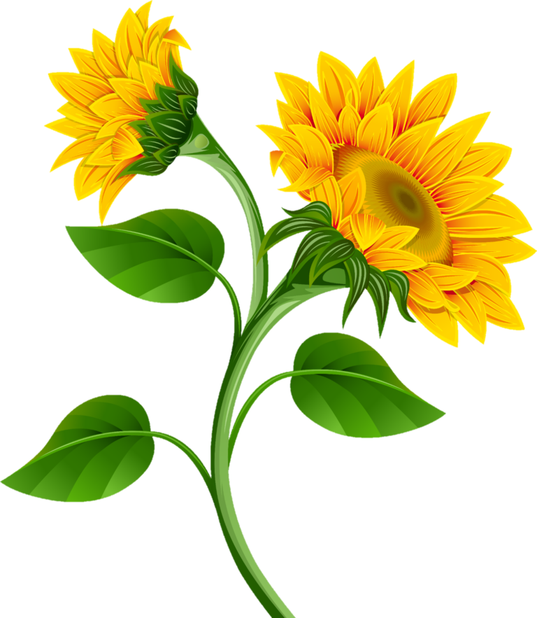 Sunflower PNG Transparent Images Free Download - Pngfre