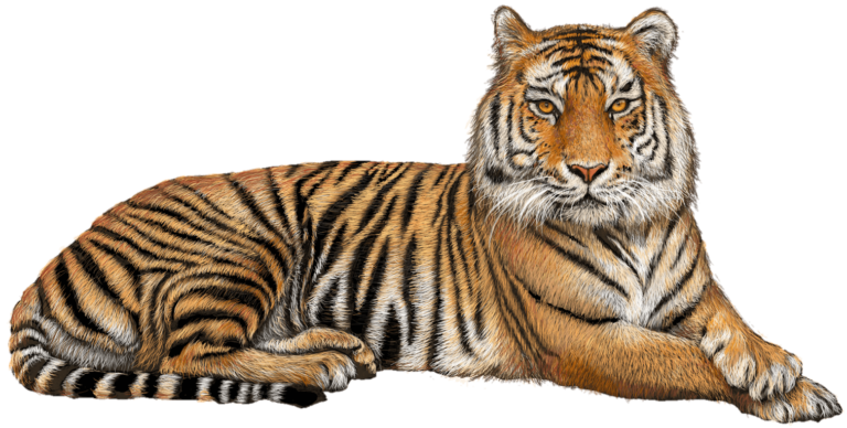Tiger PNG Transparent Images Free Download - Pngfre