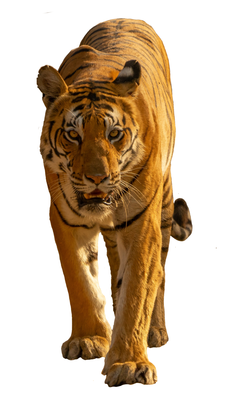 Tiger PNG Transparent Images Free Download - Pngfre