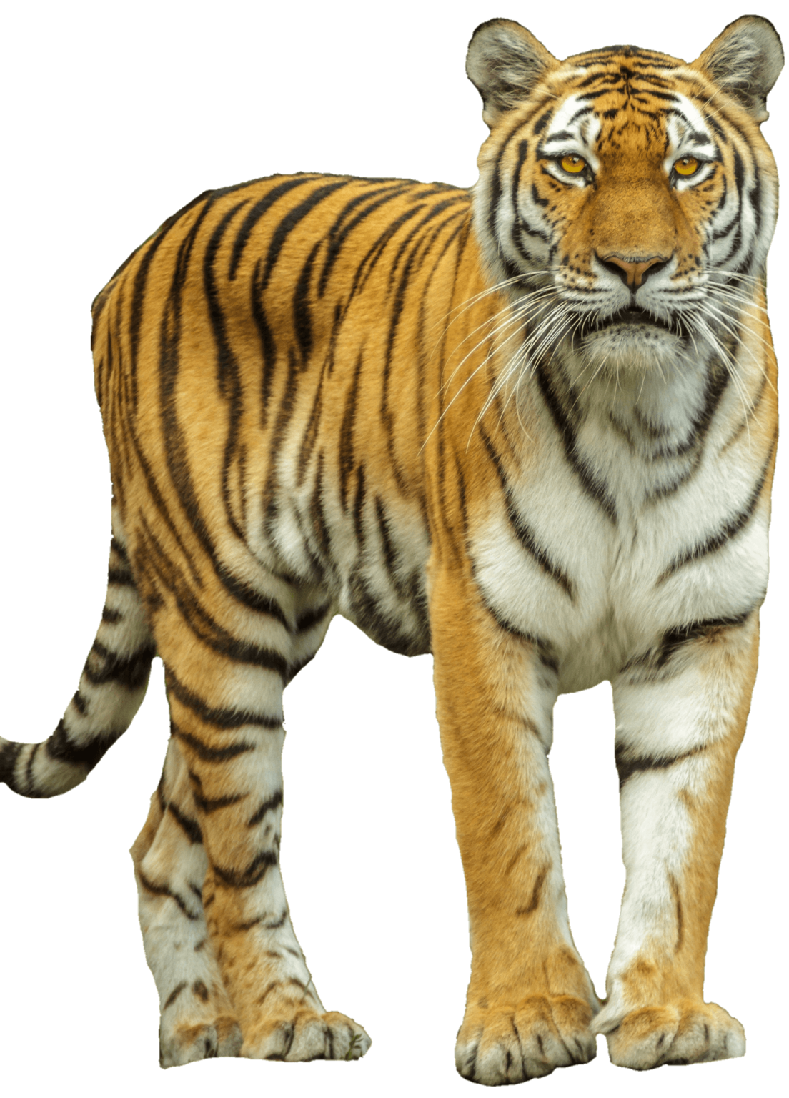 27+ Free Tiger PNG Images With Transparent Background - Pngfre
