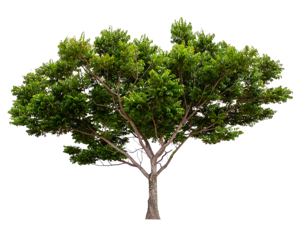 Tree PNG Images free Download - Pngfre