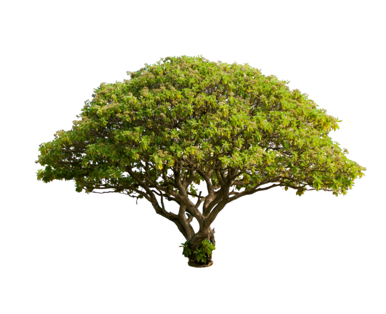 Tree PNG Images free Download - Pngfre