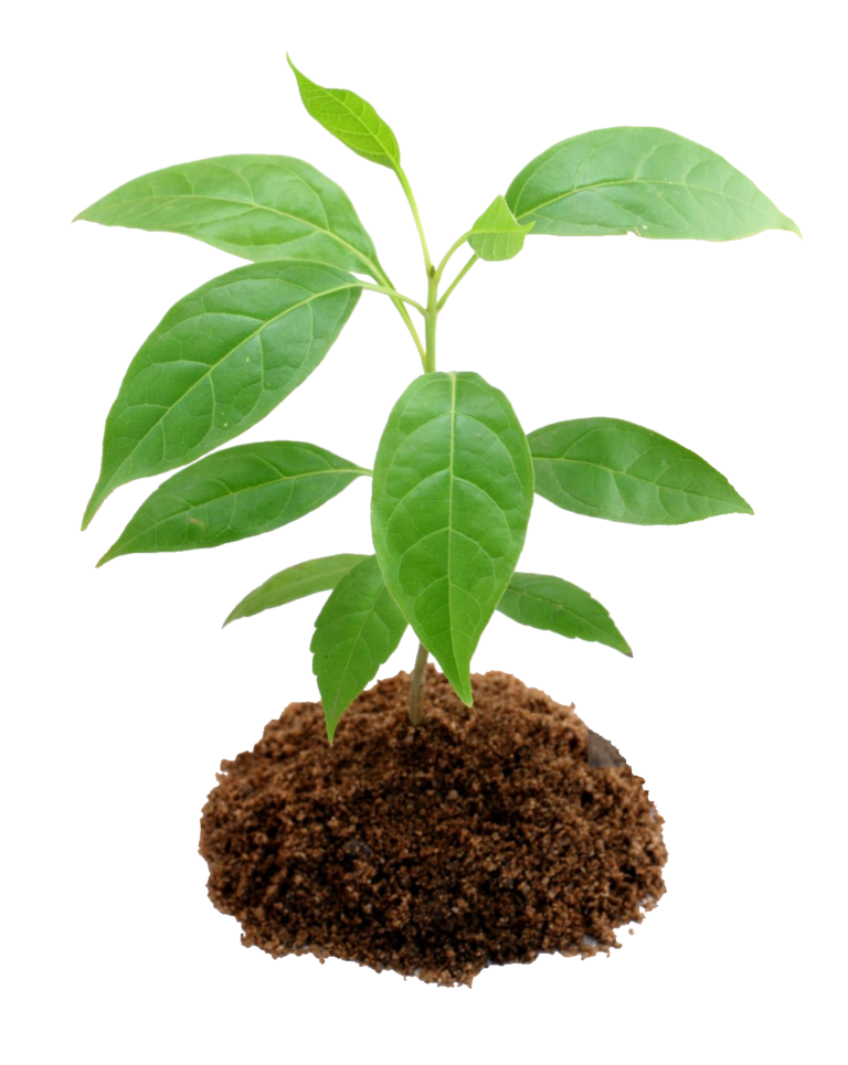 Tree PNG Images free Download - Pngfre