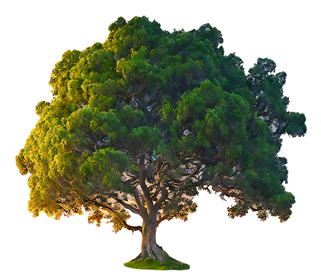 Tree PNG Images free Download - Pngfre