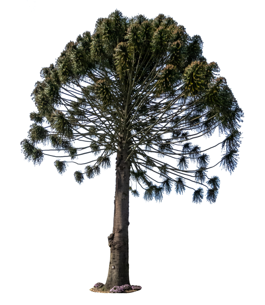 Tree PNG Images free Download - Pngfre