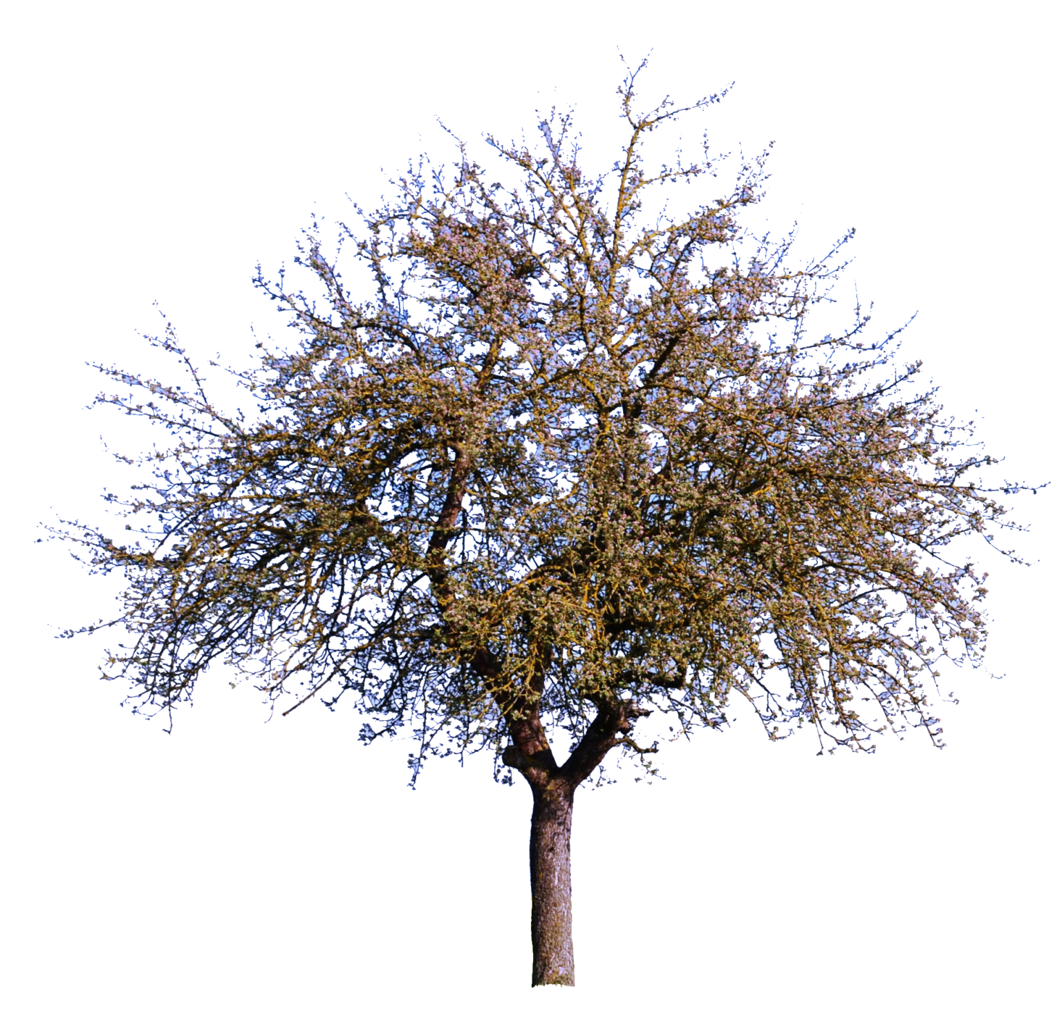 Tree PNG Images free Download - Pngfre