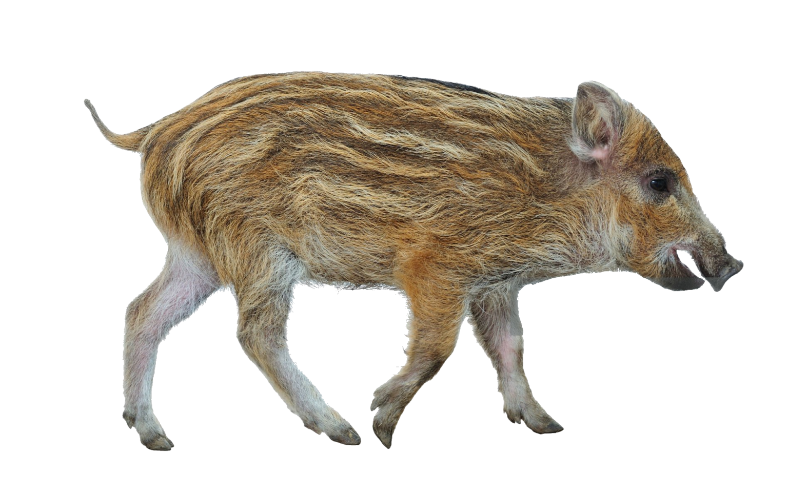 Wild Boar PNG Images Free Download - Pngfre