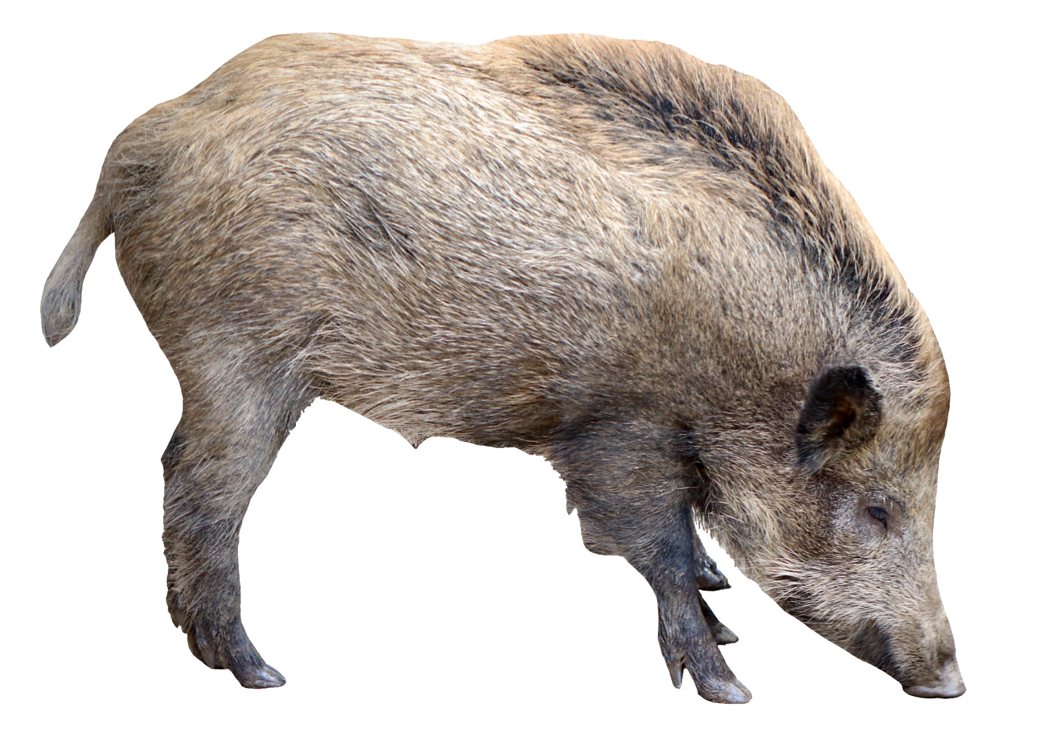 Wild Boar PNG Images Free Download - Pngfre
