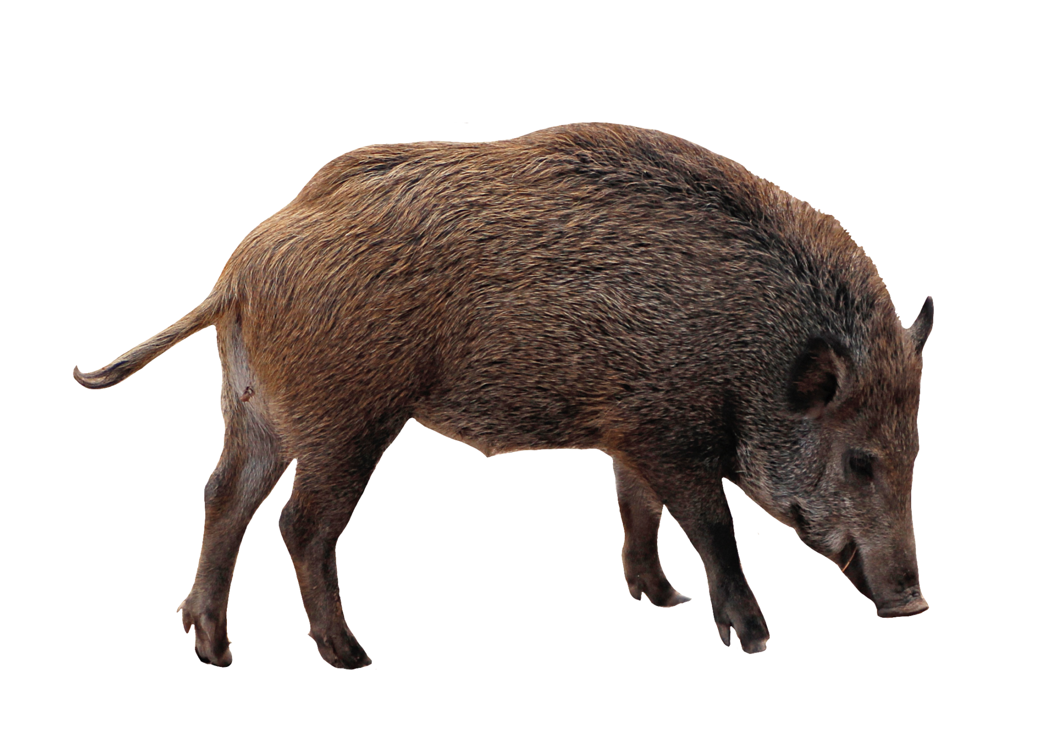 Wild Boar PNG Images Free Download - Pngfre