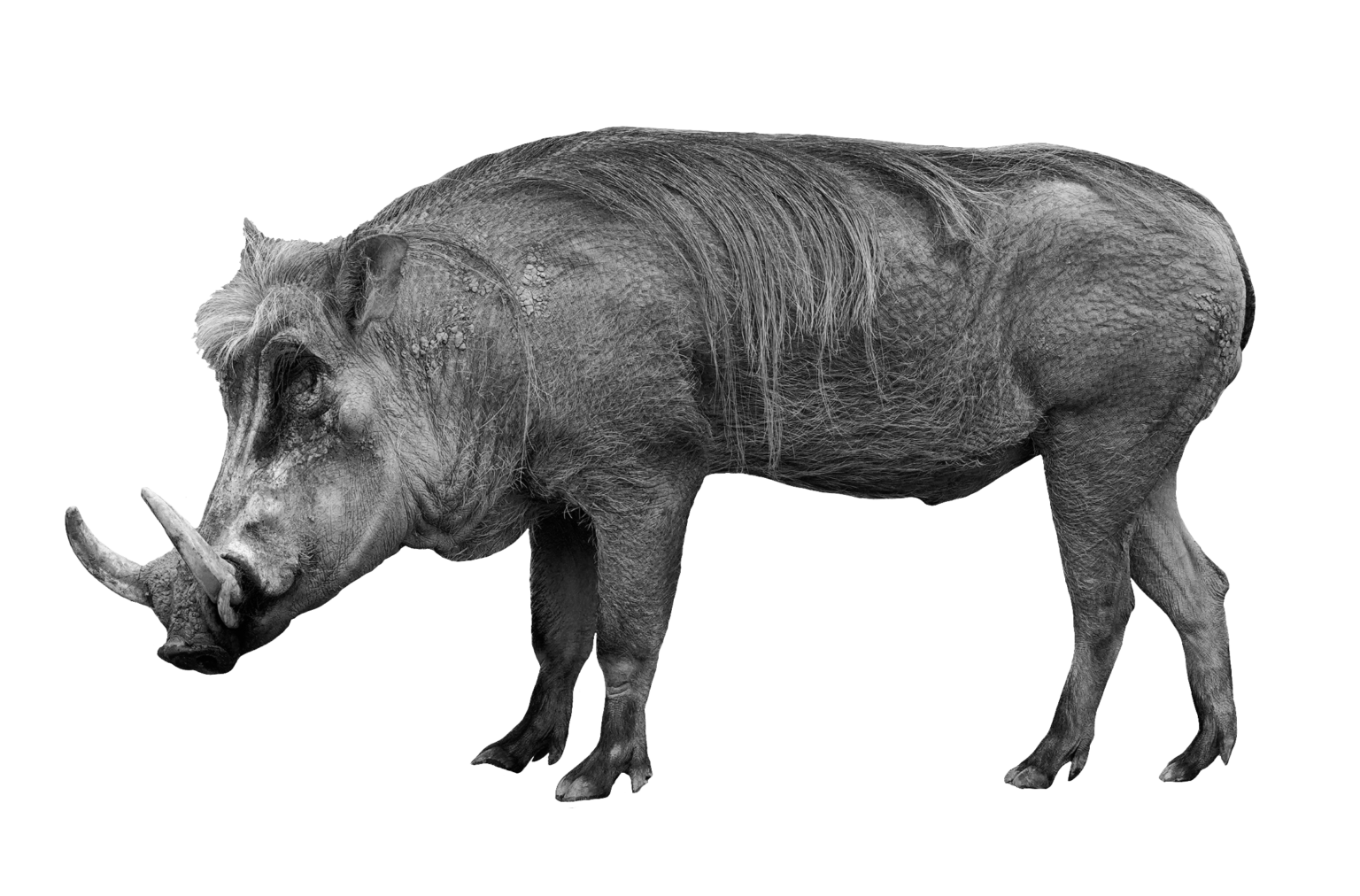 Wild Boar PNG Images Free Download - Pngfre