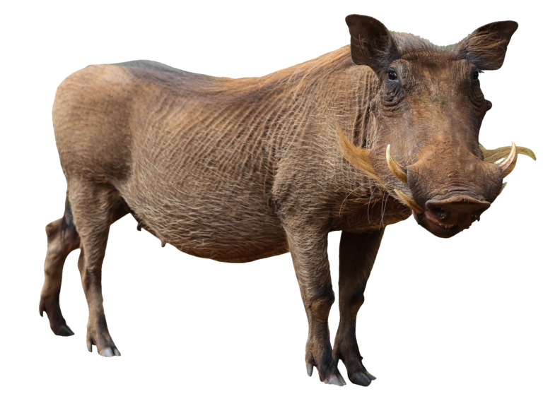 Wild Boar PNG Images Free Download - Pngfre