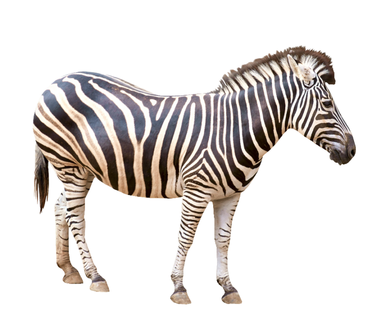 Zebra PNG Images free Download - Pngfre