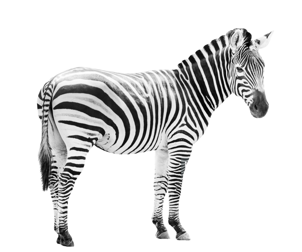 Zebra PNG Images free Download - Pngfre